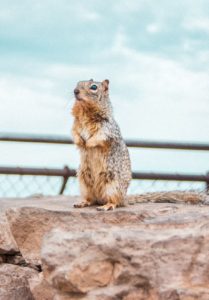 Ground Squirrel VS Tree Squirrel: It Matters | Got Gophers