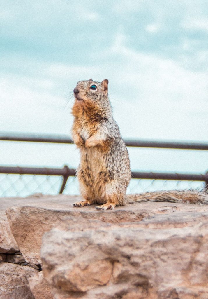 Ground Squirrel VS Tree Squirrel: It Matters | Got Gophers