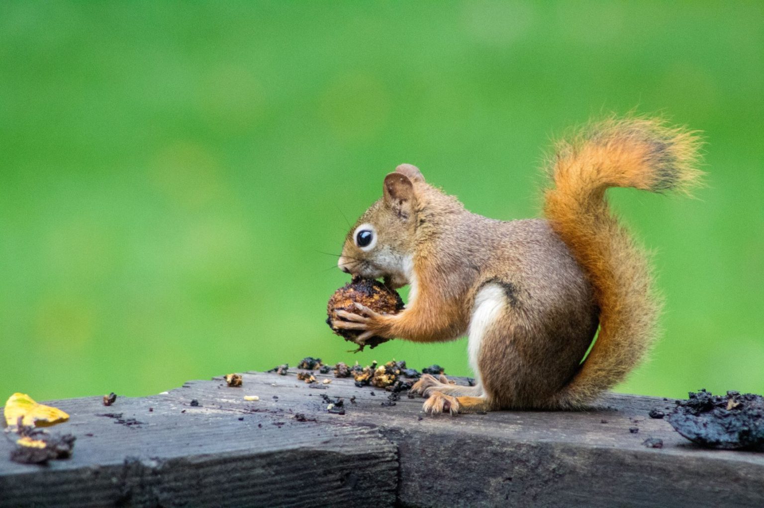 Ground Squirrel VS Tree Squirrel: It Matters | Got Gophers