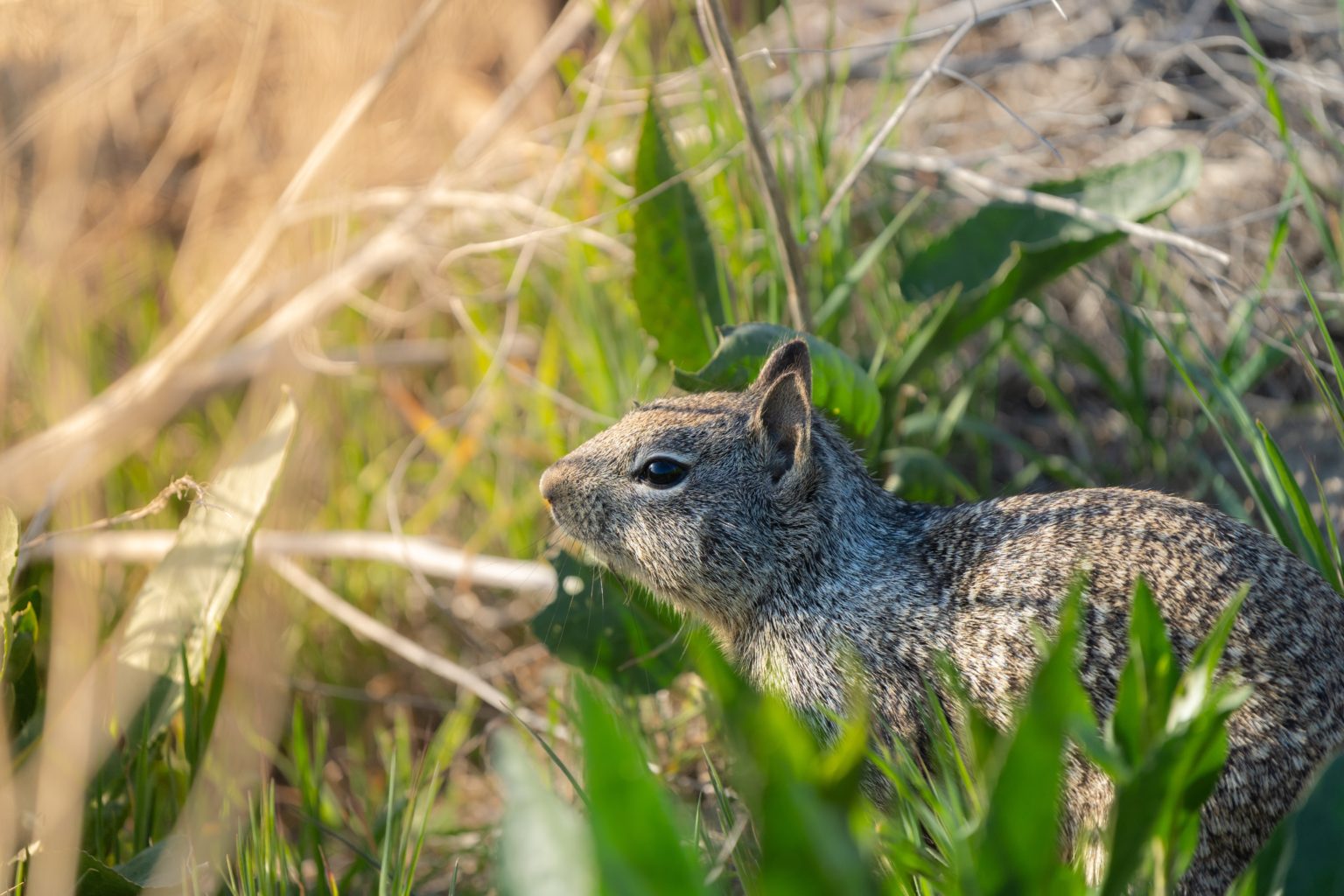 Ground Squirrel VS Tree Squirrel: It Matters | Got Gophers