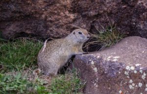 Gopher Mounds : Identification and Repair | Got Gophers