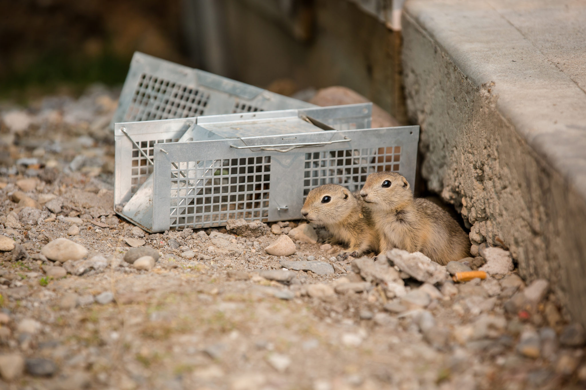 How To Trap A Gopher | Got Gophers
