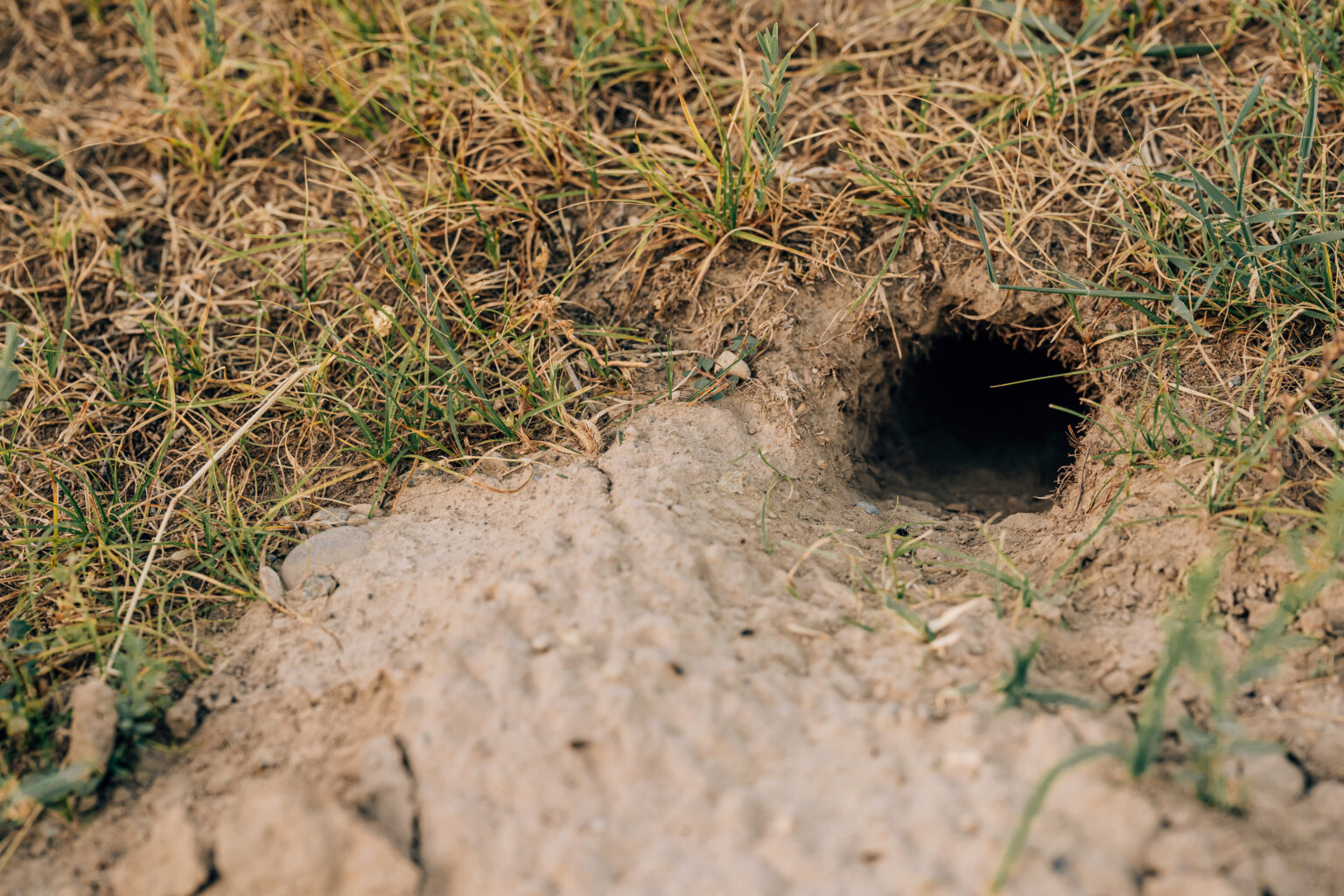 Animal Burrows in Your Yard? | Got Gophers